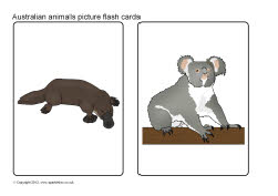 Australian animals picture flash cards (SB7802) - SparkleBox