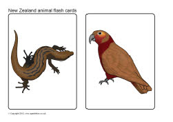 New Zealand animals picture flash cards (SB7806) - SparkleBox