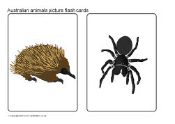 Australian animals picture flash cards (SB7802) - SparkleBox