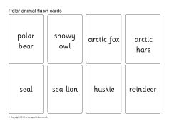 Polar animals picture flash cards (SB7808) - SparkleBox
