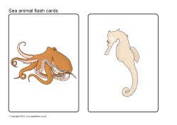 Sea animals picture flash cards (SB7810) - SparkleBox