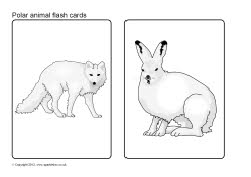 Polar animals picture flash cards (SB7808) - SparkleBox