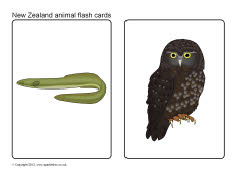 New Zealand animals picture flash cards (SB7806) - SparkleBox