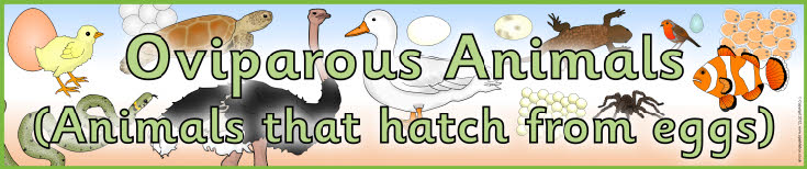 Animals that Hatch from Eggs display banners (SB8010) - SparkleBox