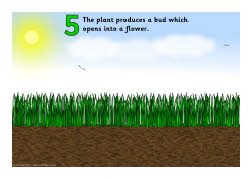 Plant growth cycle playdough mats (SB8025) - SparkleBox