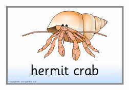 Rockpool wildlife posters (SB8107) - SparkleBox