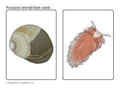 Rockpool animal picture flash cards (SB8111) - SparkleBox