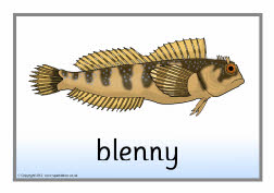 Rockpool wildlife posters (SB8107) - SparkleBox