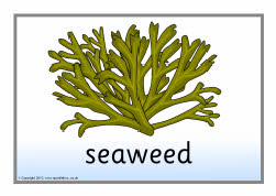 Rockpool wildlife posters (SB8107) - SparkleBox