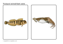 Rockpool animal picture flash cards (SB8111) - SparkleBox