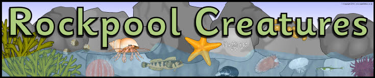 Rockpool Creatures display banner (SB8106) - SparkleBox
