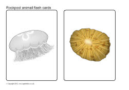 Rockpool animal picture flash cards (SB8111) - SparkleBox