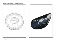 Rockpool animal picture flash cards (SB8111) - SparkleBox