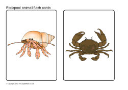 Rockpool animal picture flash cards (SB8111) - SparkleBox