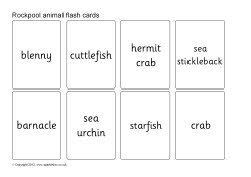 Rockpool animal picture flash cards (SB8111) - SparkleBox