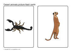 Desert animals picture flash cards (SB8147) - SparkleBox