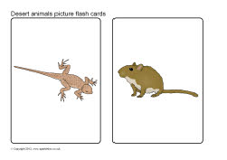 Desert animals picture flash cards (SB8147) - SparkleBox