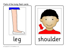 Parts of the body flash cards (SB8255) - SparkleBox