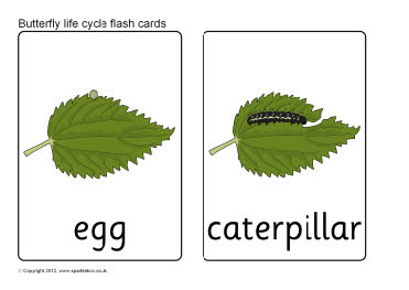 Butterfly life cycle flash cards (SB8314) - SparkleBox