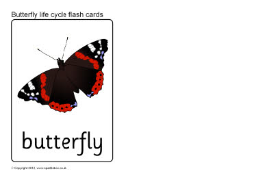 Butterfly life cycle flash cards (SB8314) - SparkleBox
