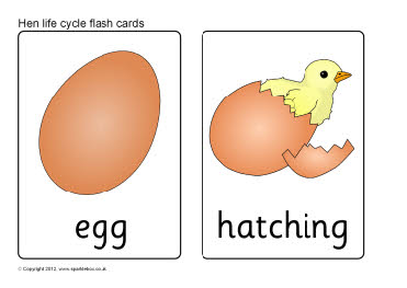 Hen life cycle flash cards (SB8310) - SparkleBox