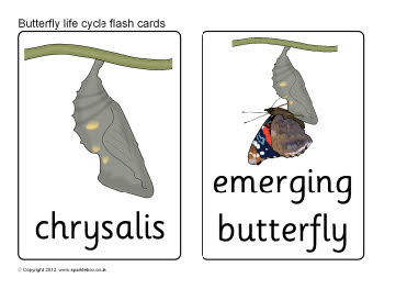 Butterfly life cycle flash cards (SB8314) - SparkleBox