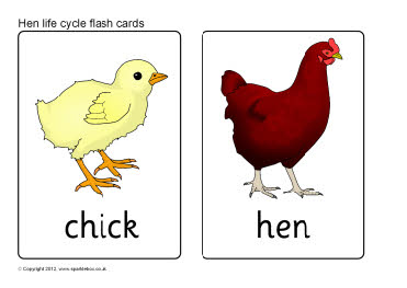 Hen life cycle flash cards (SB8310) - SparkleBox
