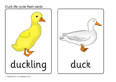 Duck life cycle flash cards (SB8311) - SparkleBox