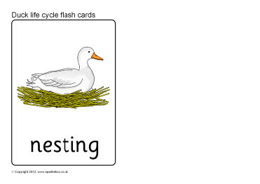 Duck life cycle flash cards (SB8311) - SparkleBox