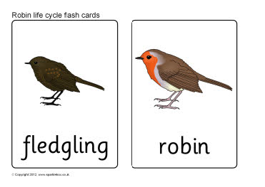 Robin life cycle flash cards (SB8383) - SparkleBox