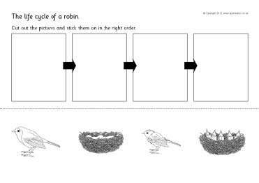 Robin life cycle cut and stick (SB8384) - SparkleBox
