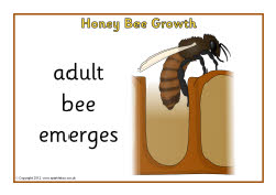 Honey bee growth/life cycle posters (SB8445) - SparkleBox