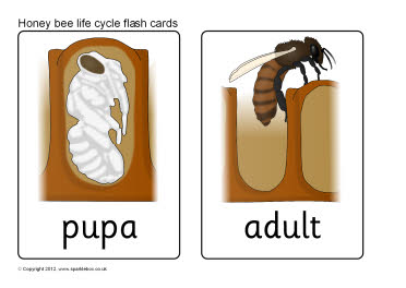 Honey bee life cycle flash cards (SB8446) - SparkleBox