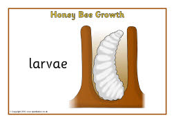 Honey bee growth/life cycle posters (SB8445) - SparkleBox