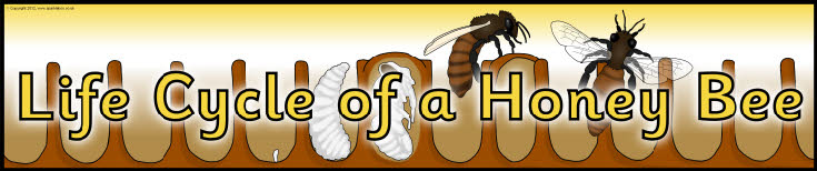Life Cycle of a (Honey) Bee display banners (SB8444) - SparkleBox