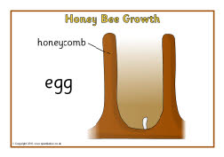 Honey bee growth/life cycle posters (SB8445) - SparkleBox