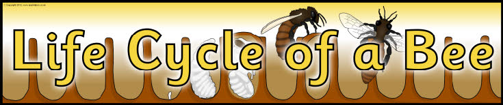 Life Cycle of a (Honey) Bee display banners (SB8444) - SparkleBox