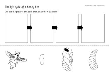 Honey bee life cycle cut and stick (SB8454) - SparkleBox