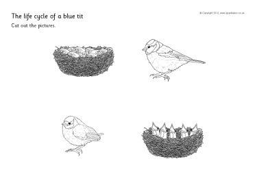 Blue tit life cycle cut and stick (SB8508) - SparkleBox