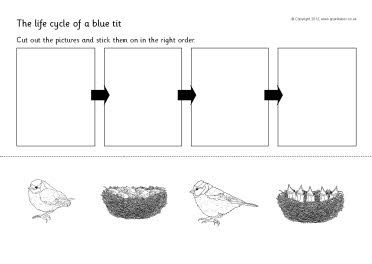 Blue tit life cycle cut and stick (SB8508) - SparkleBox