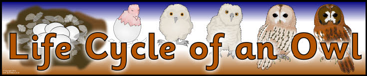 Life Cycle of an Owl display banner (SB8745) - SparkleBox