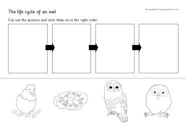 Life cycle of an owl cut and stick activity (SB8750) - SparkleBox