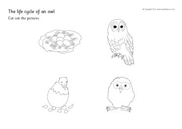 Life cycle of an owl cut and stick activity (SB8750) - SparkleBox