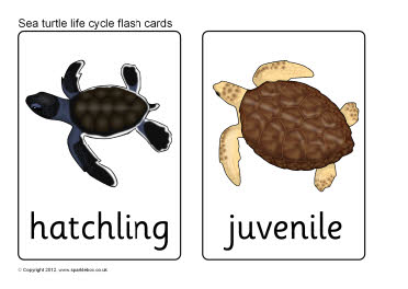 Sea turtle life cycle flash cards (SB8763) - SparkleBox