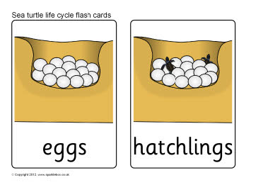 Sea turtle life cycle flash cards (SB8763) - SparkleBox