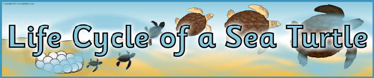Life Cycle of a Sea Turtle display banner (SB8766) - SparkleBox