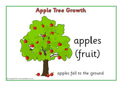 Apple tree growth posters (SB8906) - SparkleBox