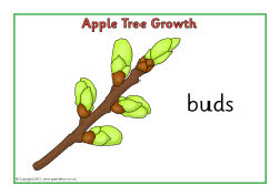 Apple tree growth posters (SB8906) - SparkleBox