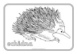 Australian animals colouring sheets (SB9002) - SparkleBox
