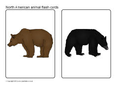 North American animal picture flash cards (SB9067) - SparkleBox